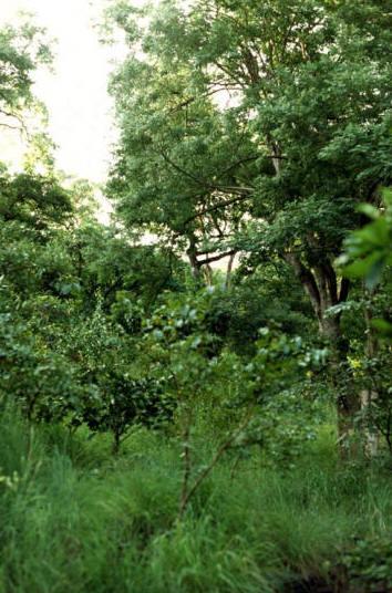 Monsoon Trek at Sandur on 4th & 5th September 2010