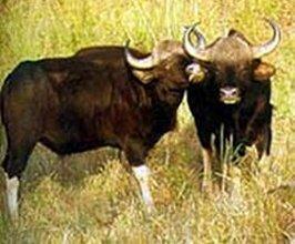 Sonai Rupai Wildlife Sanctuary in Assam