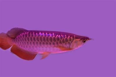 Arowana Fish Care and Maintenance